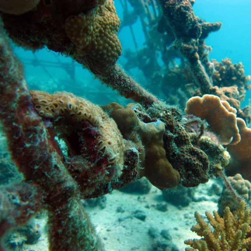 BioRock - Eco Koh Tao - Powering corals with electricity