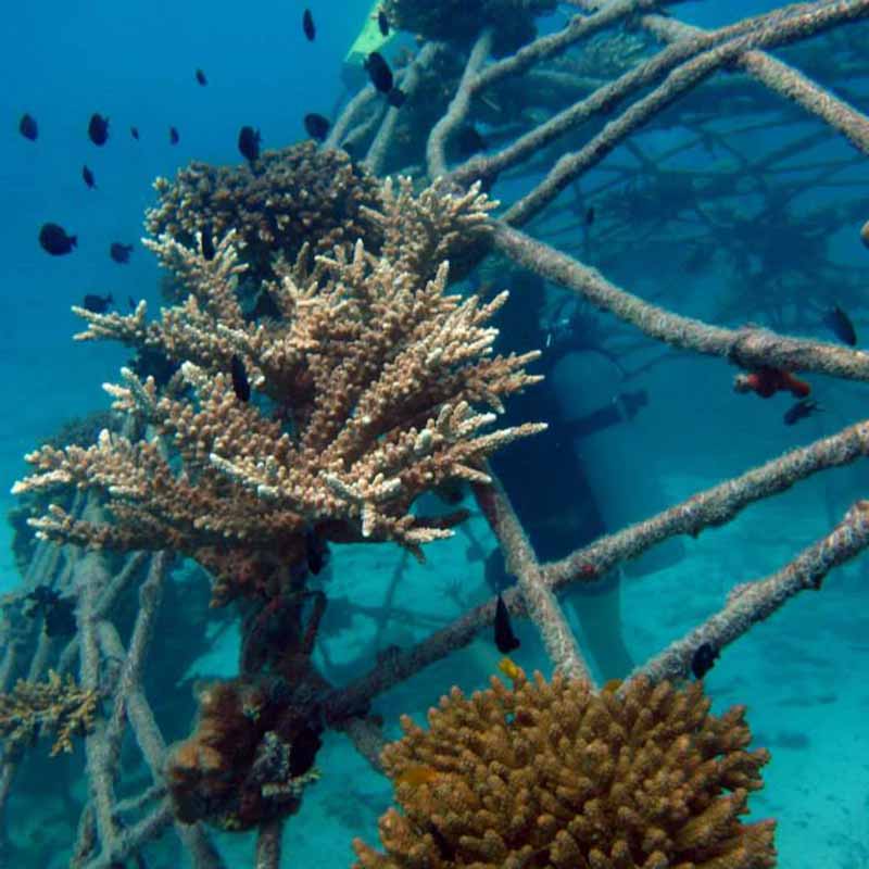 BioRock - Eco Koh Tao - Powering corals with electricity