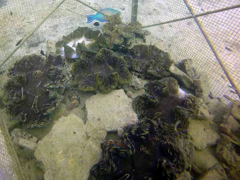 Giant Clam Nurseries - Eco Koh Tao - Repopulating our reefs