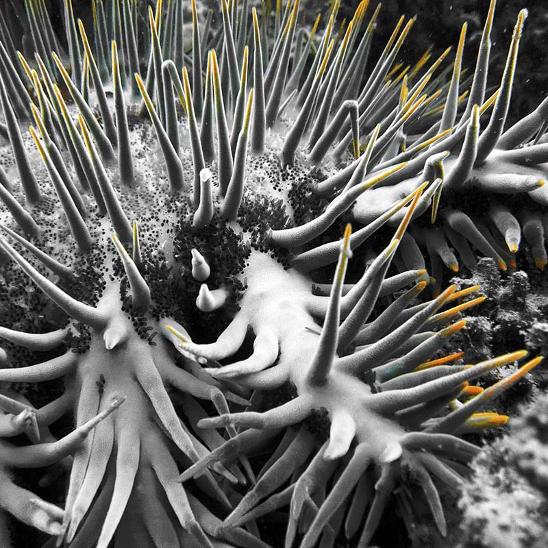 Predation Monitoring - Eco Koh Tao - Protecting coral reefs