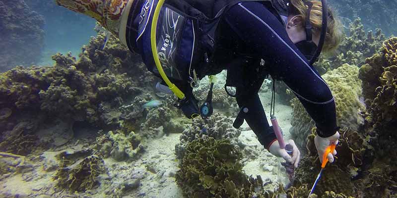 Predation Monitoring - Eco Koh Tao - Protecting coral reefs