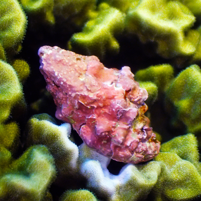 Predation Monitoring - Eco Koh Tao - Protecting coral reefs