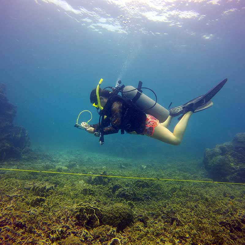 Reef Check Surveys - Eco Koh Tao - Be an Eco diver