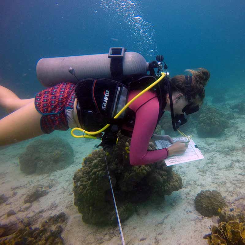 Reef Check Surveys - Eco Koh Tao - Be an Eco diver