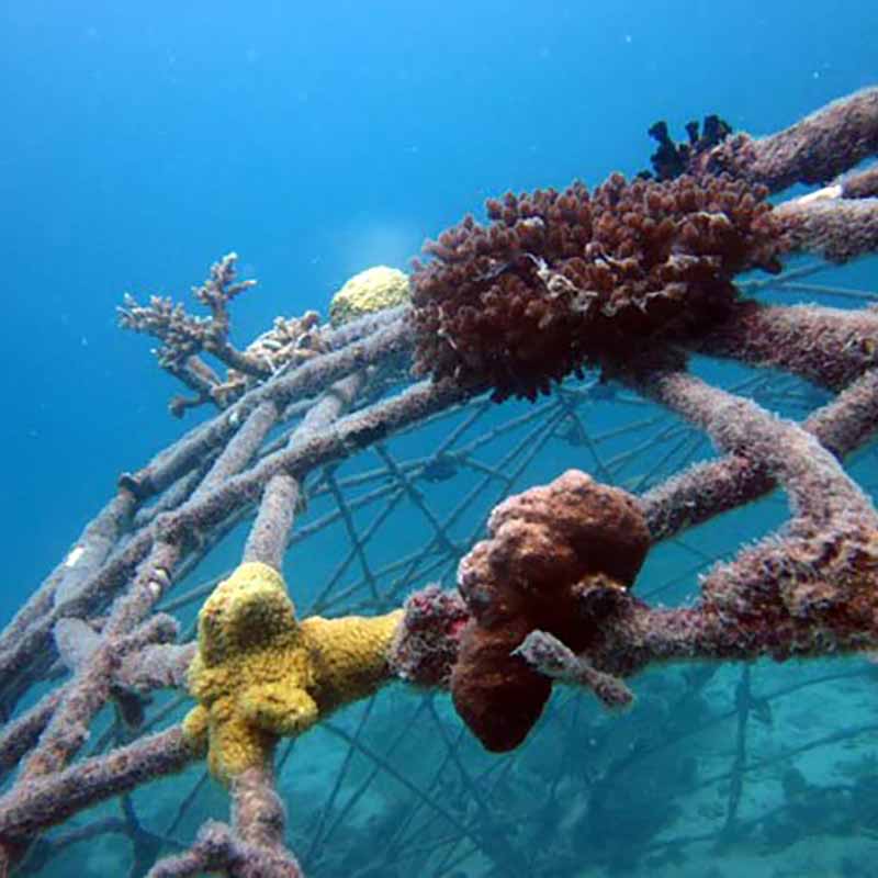 BioRock - Eco Koh Tao - Powering corals with electricity