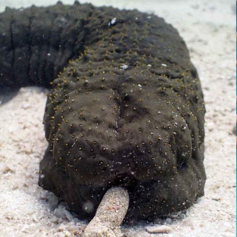 Sea Cucumbers - Eco Koh Tao - Ocean Facts